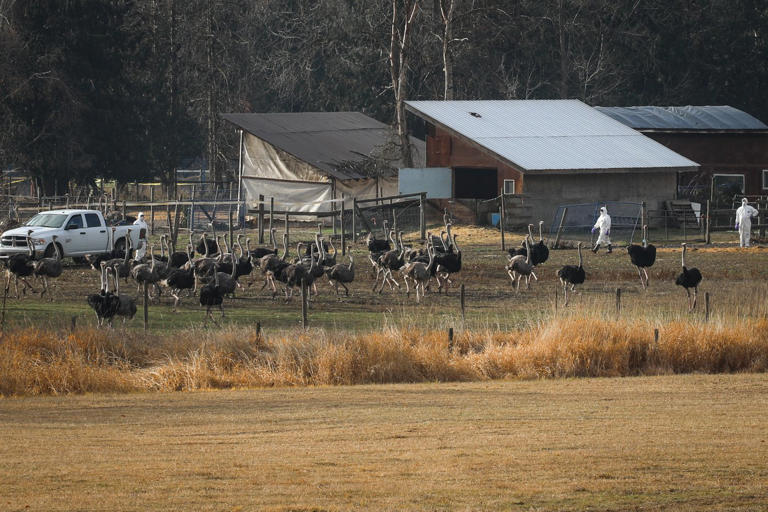 Gunshots ring out at B.C. ostrich farm as cull moves ahead