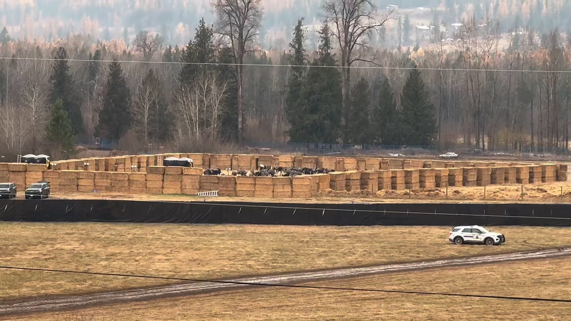 CFIA herds ostriches into enclosure ahead of cull