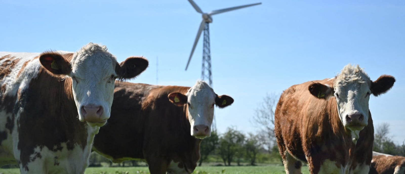 Cows Drop Like Flies After Greenie Gov’t Policy Promotes Drugged Feed