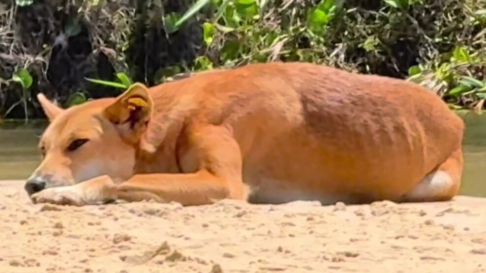 Traditional owners heartbroken over decision to cull K'gari dingoes ...