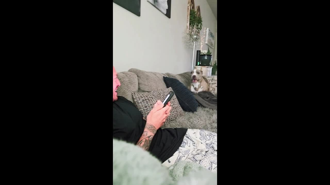 Aquila the pit bull plays peek-a-boo—rare moment melts hearts in viral ...