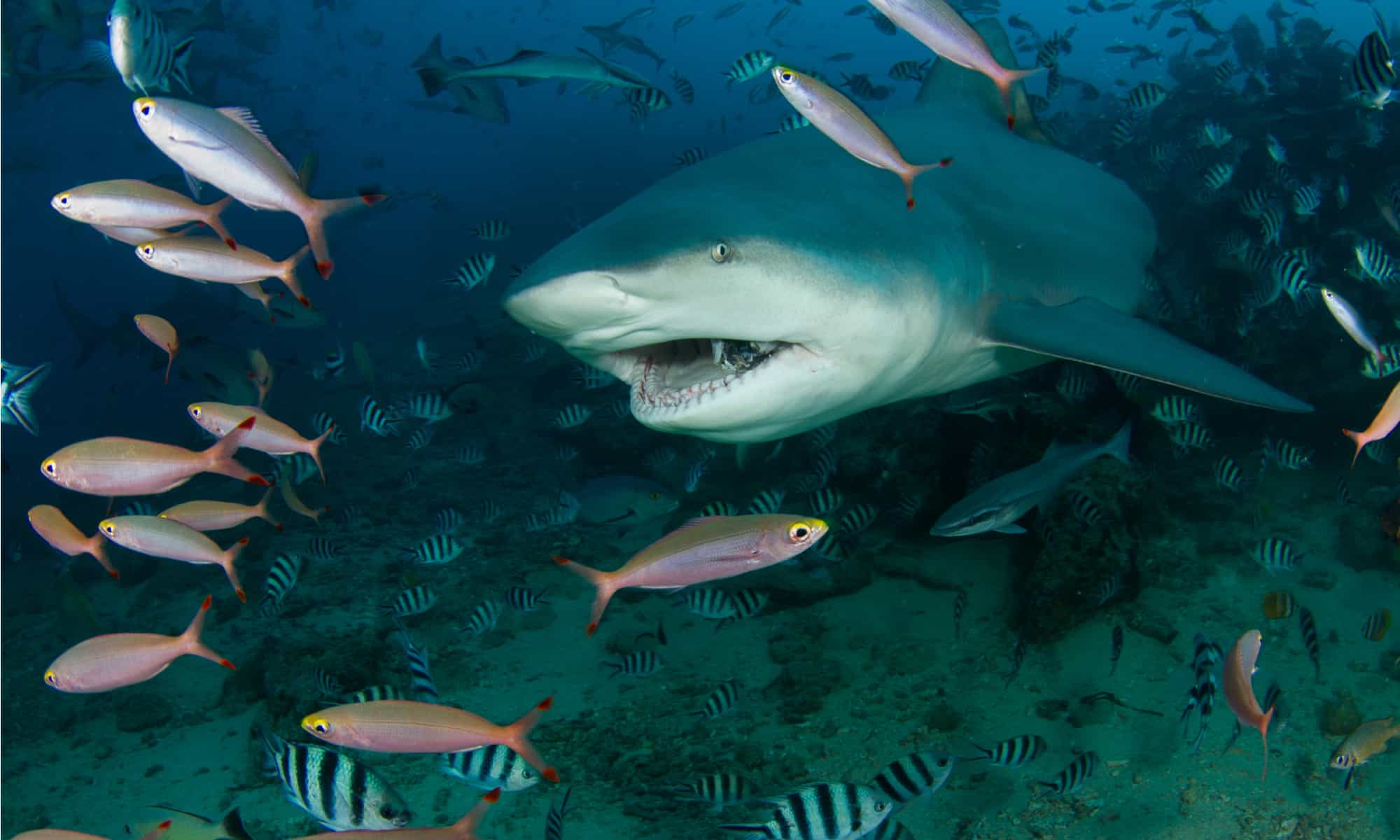 These Sharks Have the Absolute Biggest Teeth
