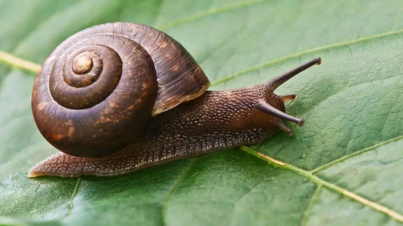 Meet the 5 slowest animals on Earth that take life one second at a time