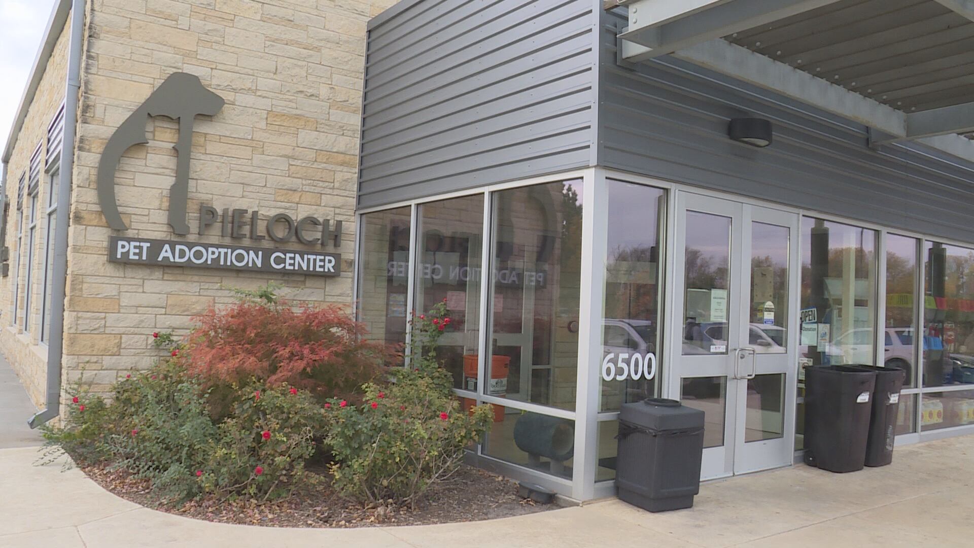 Adopt a cat for half price at Lincoln shelter this month