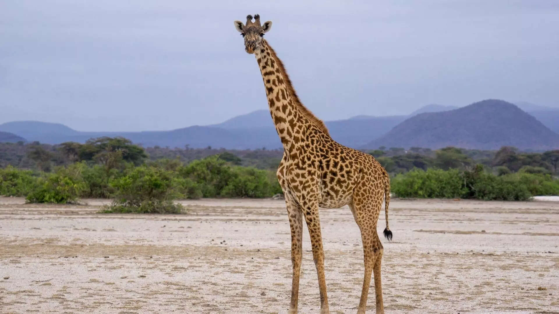 7 unique yet beautiful animals and birds with unusually long legs