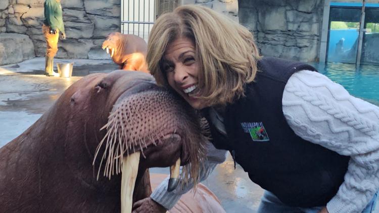 Meet 'Blue' | Indianapolis Zoo introduces new shark, gets visit from ...