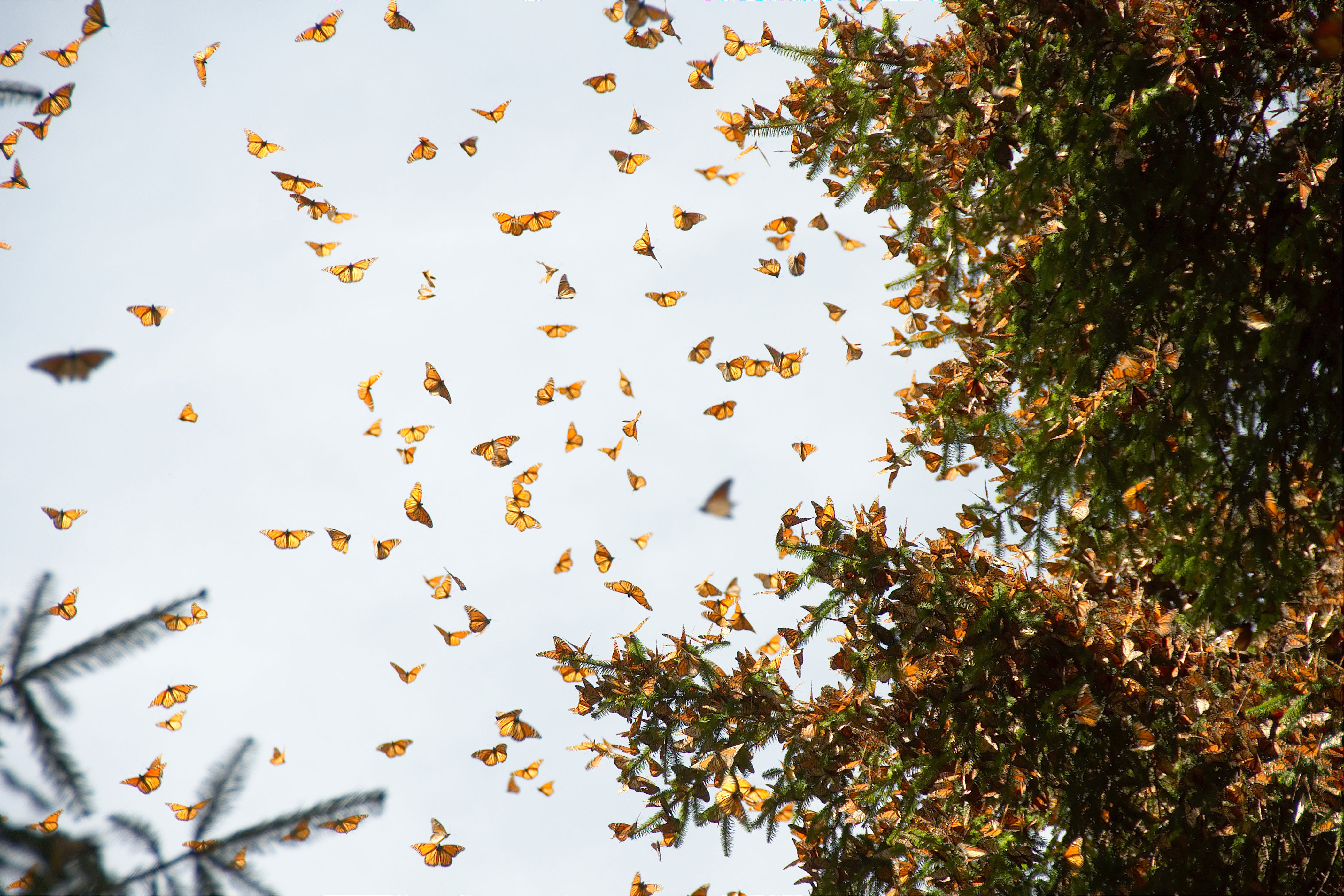TX Dia de los Muertos festival celebrates monarch butterfly
