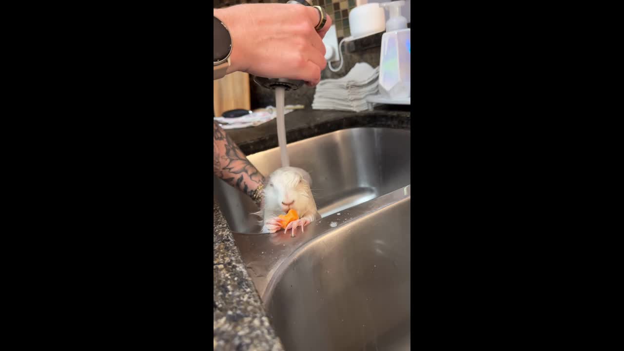 Albino prairie dog enjoys a relaxing bath in Marrero, Louisiana, USA