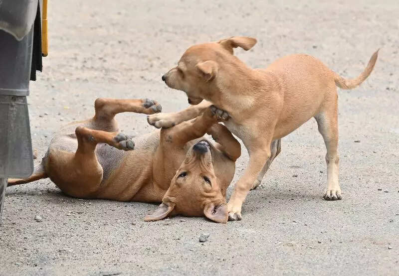Stray dogs menace: SC orders fresh measures as dog bite cases surge in ...