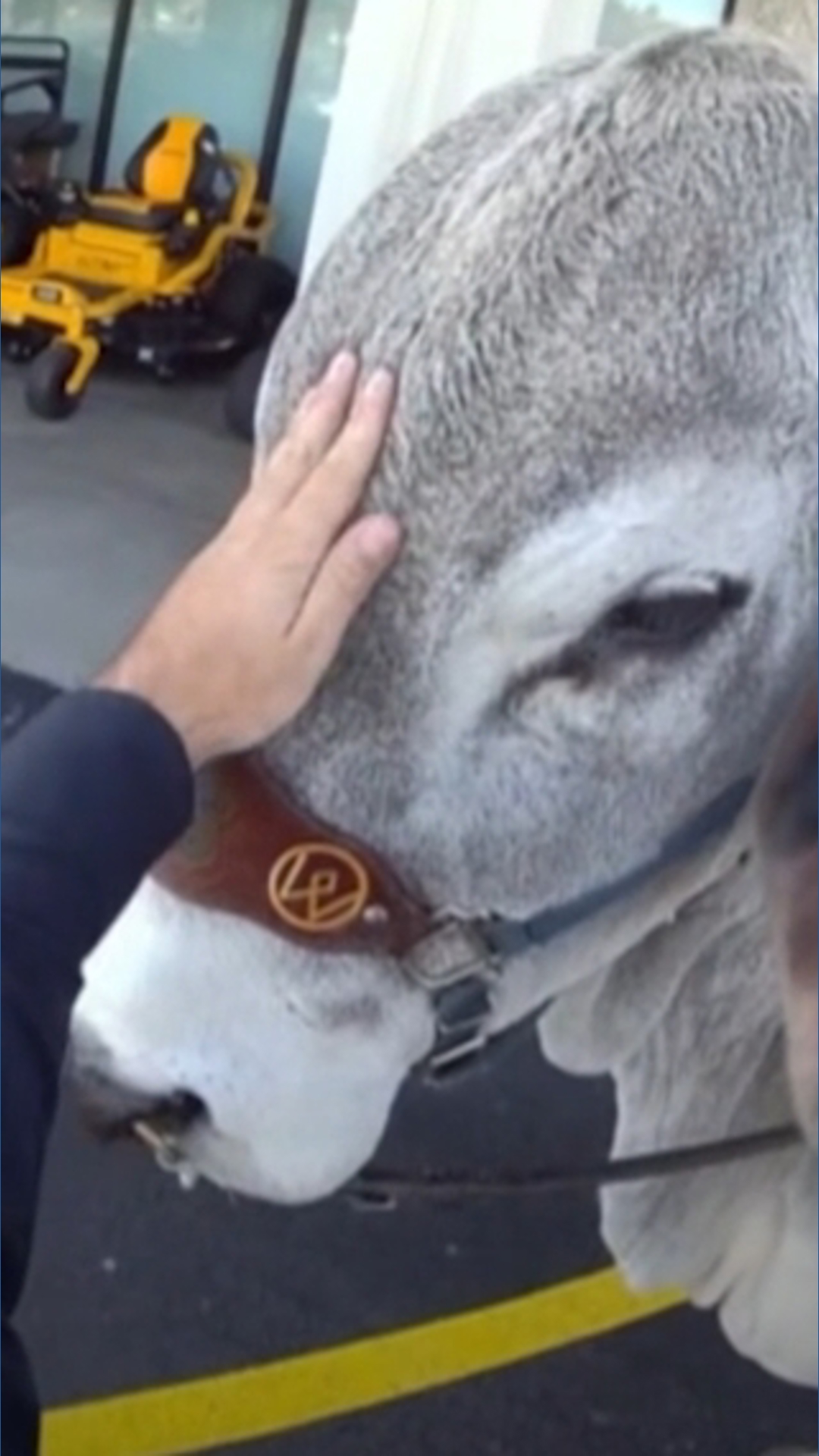 Bull spotted at Walmart in Alliance