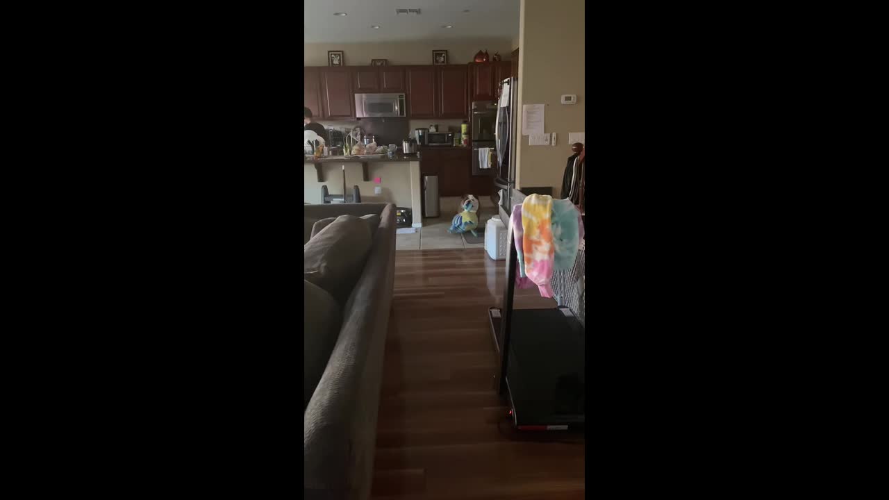 Bulldog carries stuffed Flounder toy to bed in Fairfield, California, USA