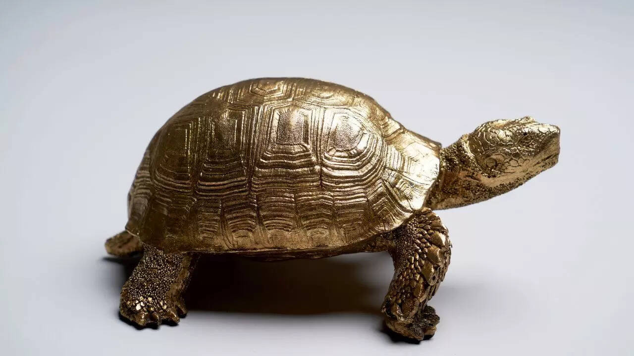 Which is the right direction to keep a feng shui tortoise and why it is ...