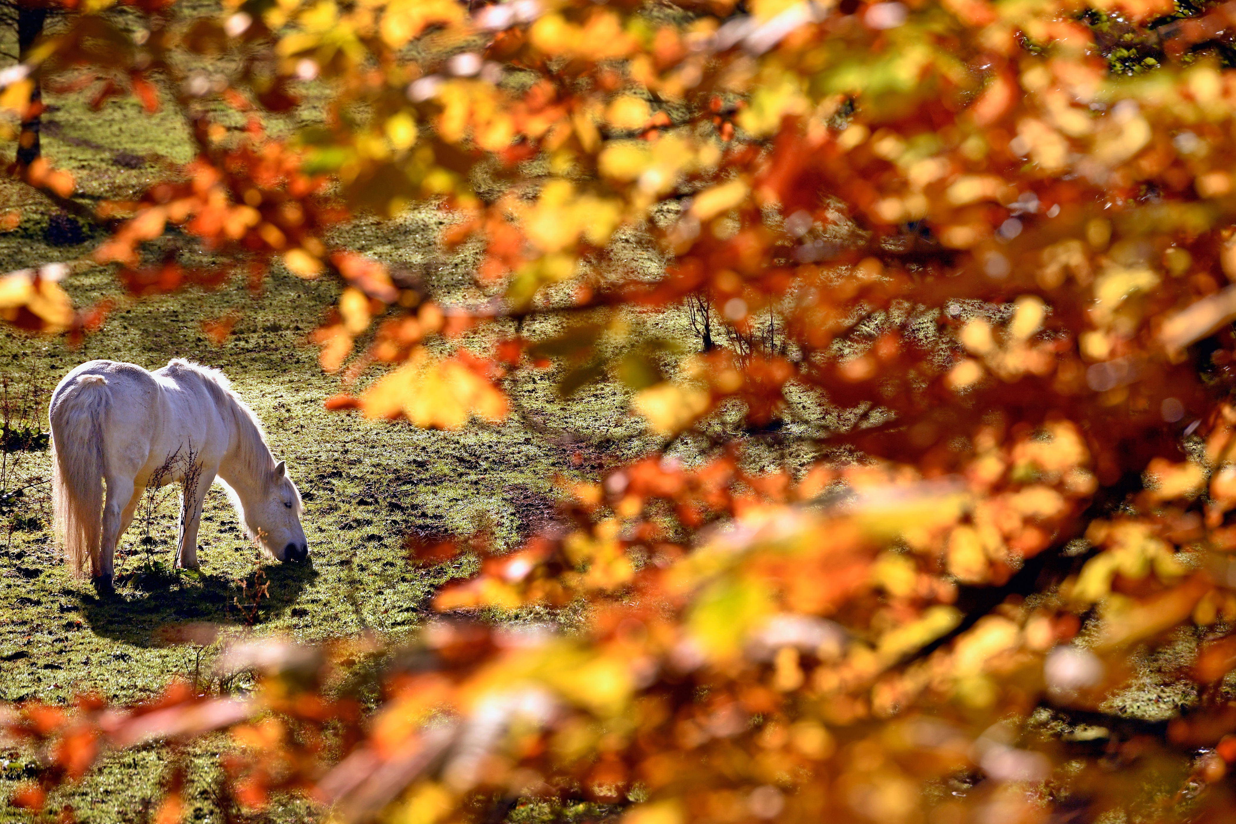 I love England’s green and pleasant land – these 15 Nottinghamshire ...