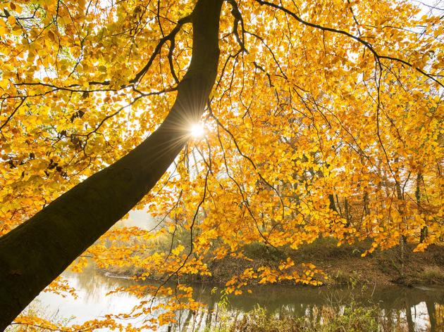 Sonniger November bringt laut Bauernregel keine guten Aussichten
