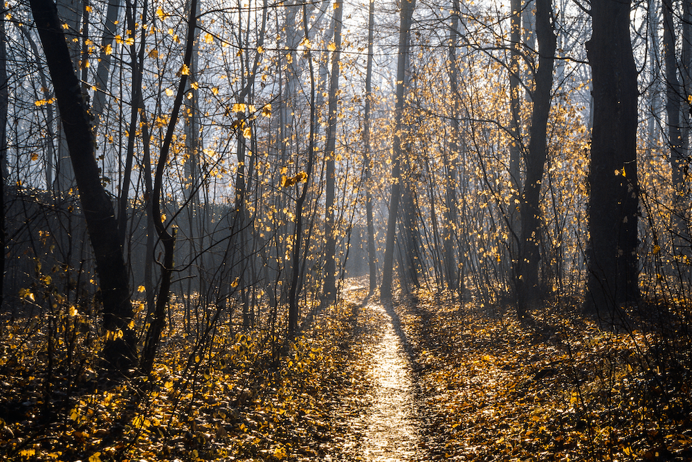 Nel Parco di Monza vive ancora la leggenda della Matta Tapina: i ...