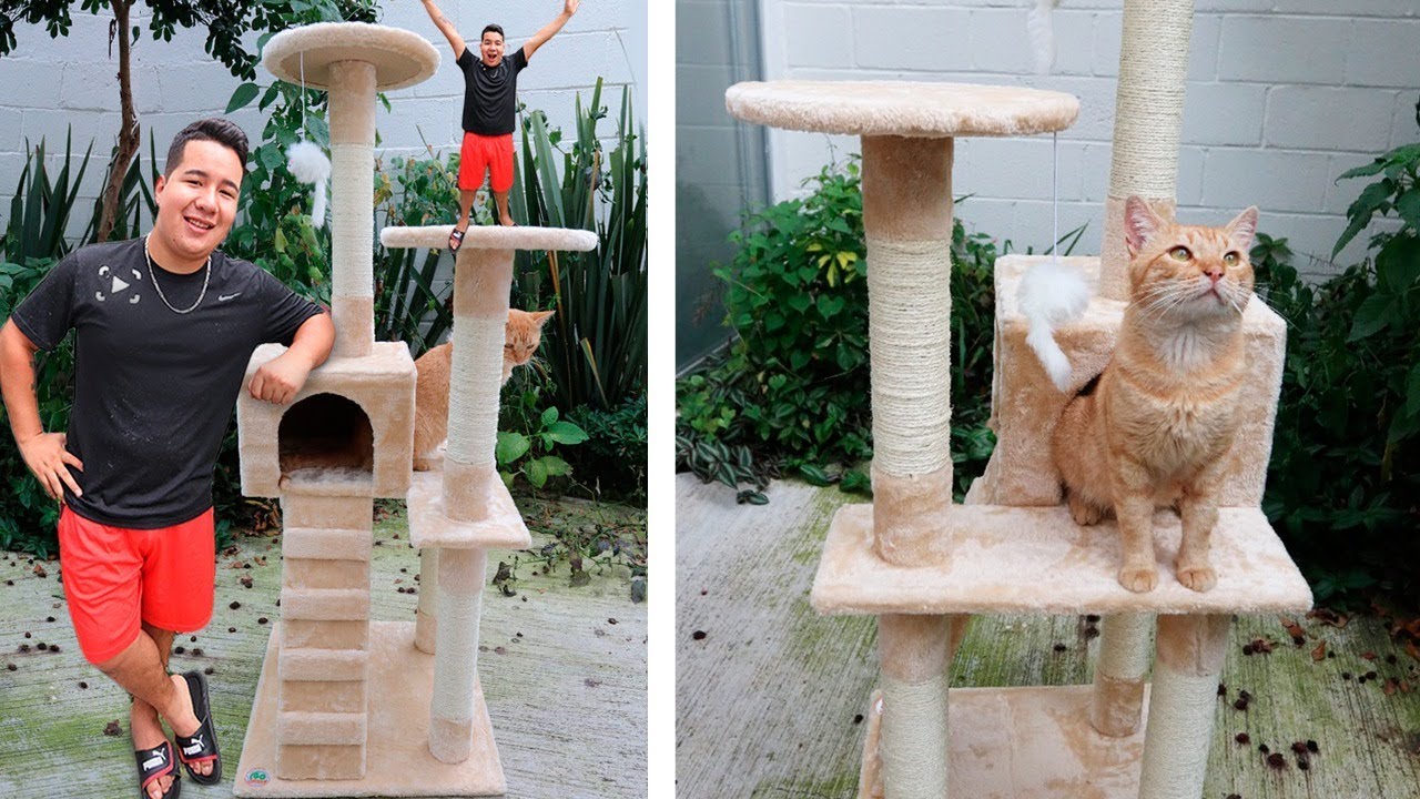 Le Compre Una Mansion a Mi Gato 🐈