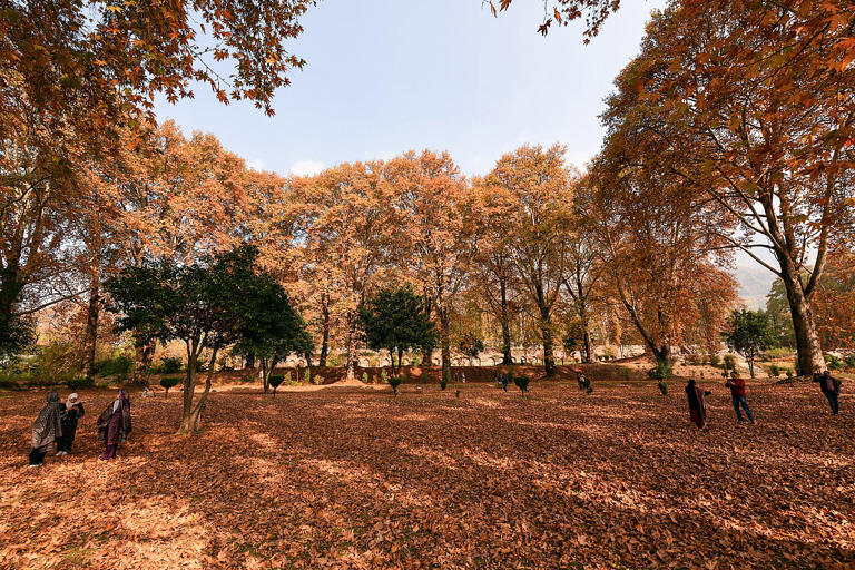 Golden Srinagar: Timeless beauty of Chinar leaves in Kashmir’s autumn ...