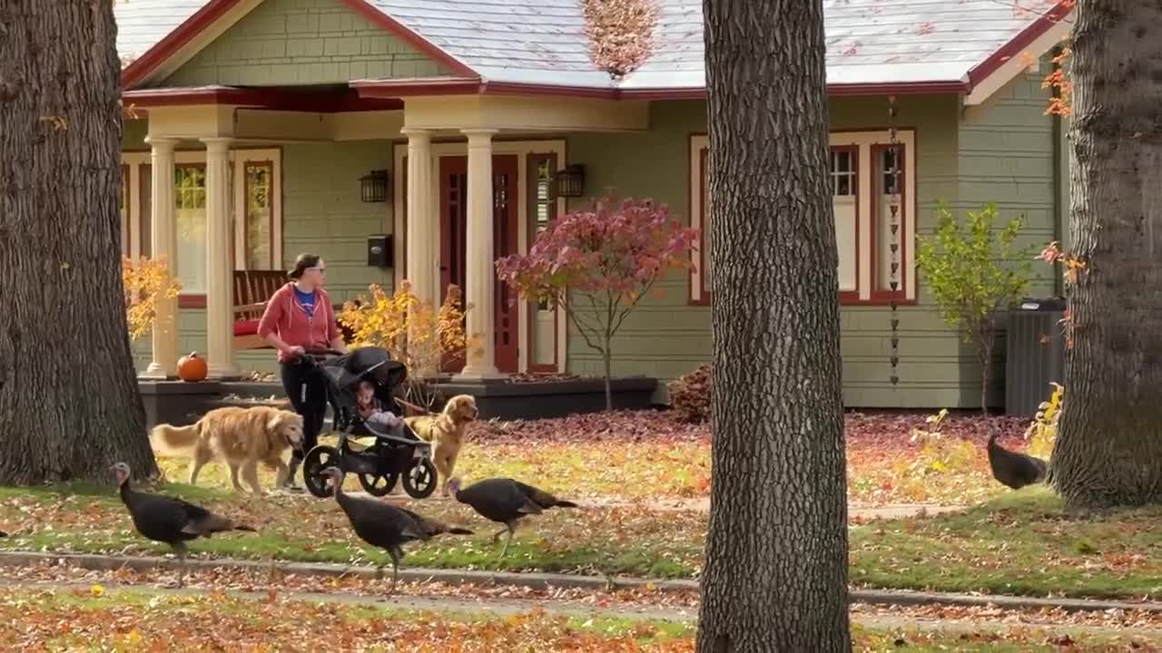 Wild turkeys turn Boise’s North End into their new roost
