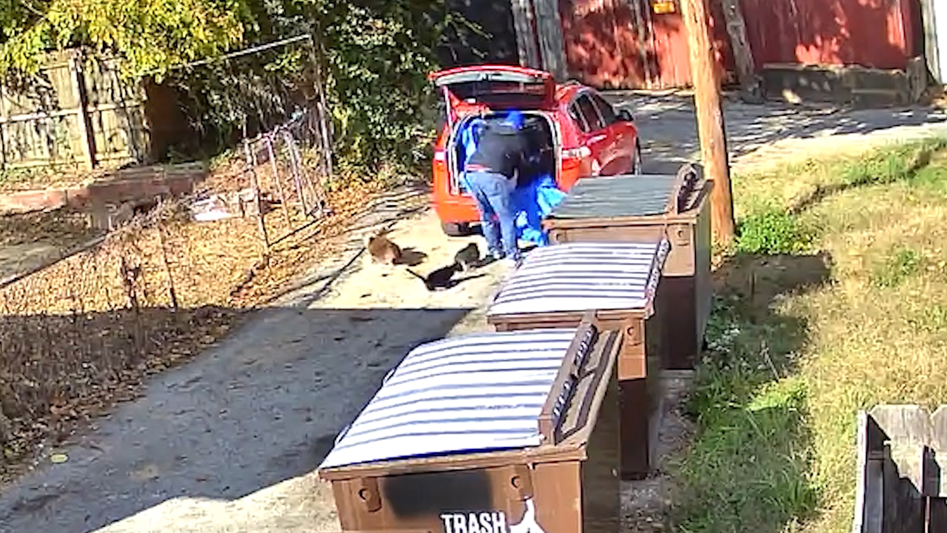 Raw video: Man caught on camera tossing cats from car in Tower Grove ...