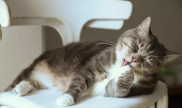 Why Your Cat Can’t Stop Rubbing on You (And What It Means)