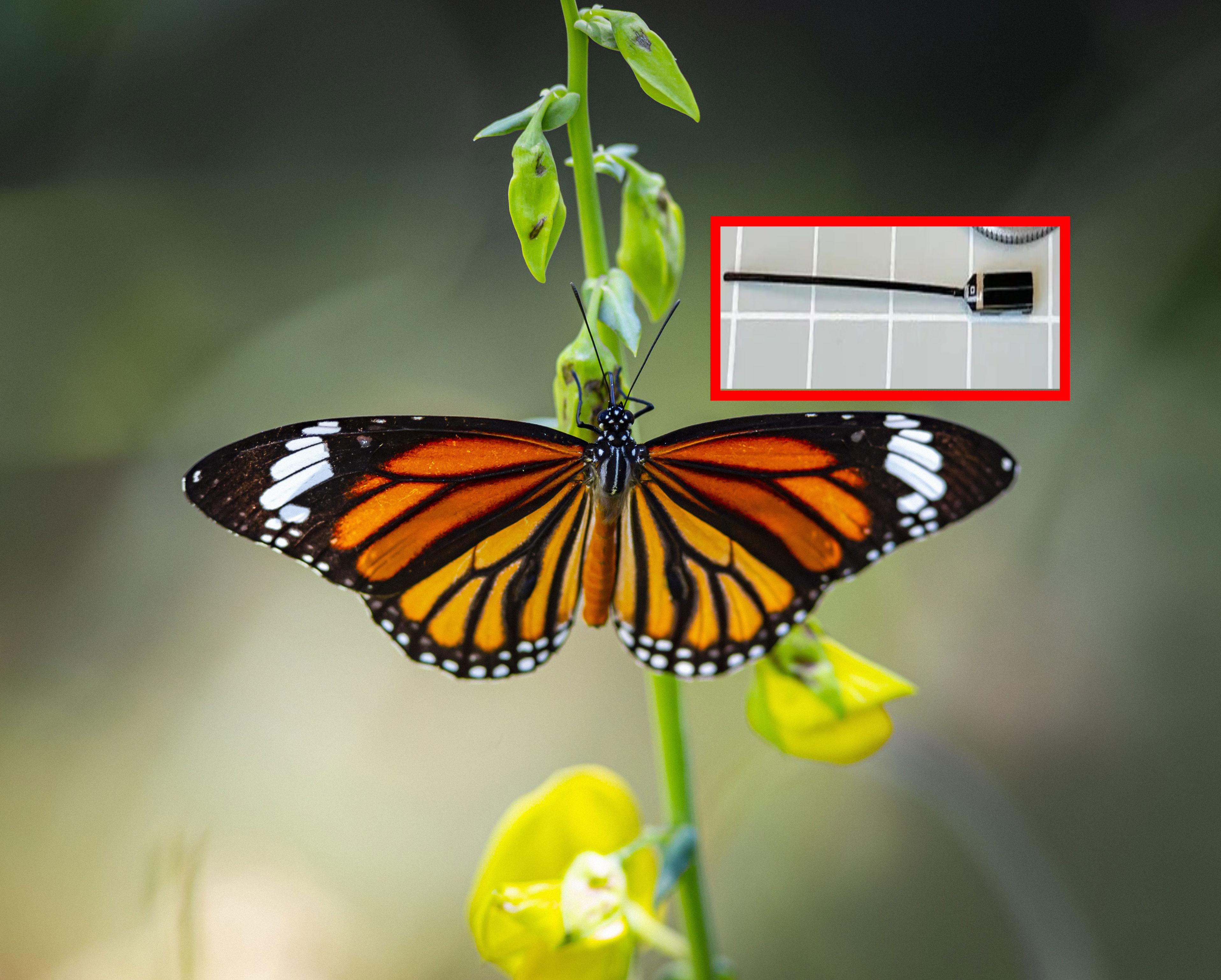 Mariposas monarca viajan de Canadá a Michoacán con microchips por ...