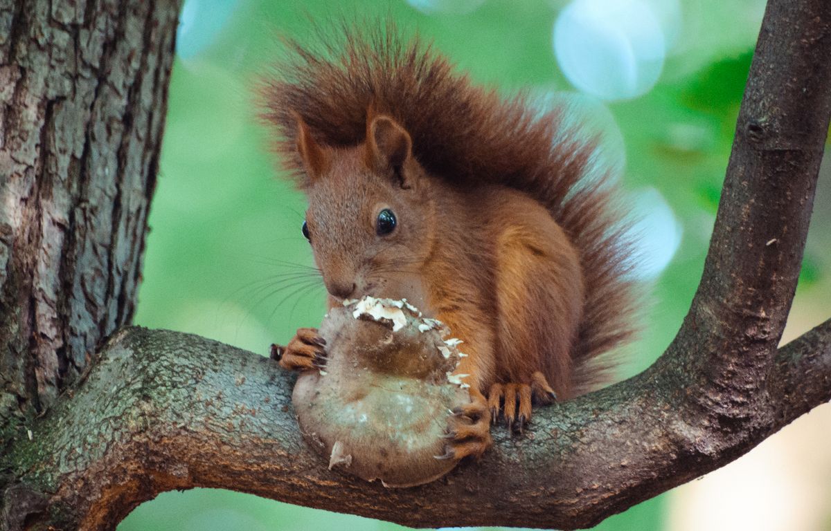 Champignons en forêt : quels animaux les mangent et pourquoi sont-ils ...