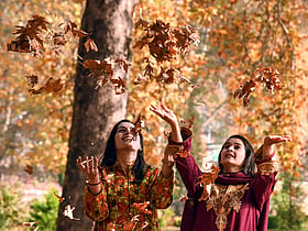 Golden Srinagar: Timeless beauty of Chinar leaves in Kashmir’s autumn ...