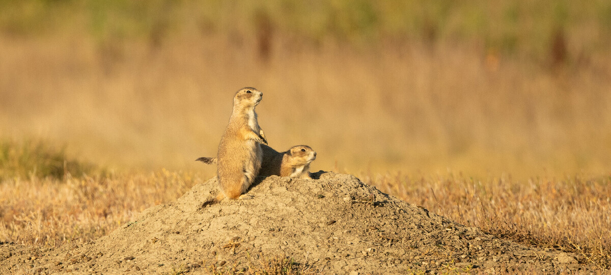 Why Prairie Dogs Deserve a Place Beside the Bison in America's ...