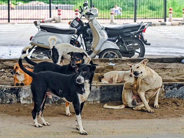 Stray dog case: Supreme Court directs authorities to move stray canines ...