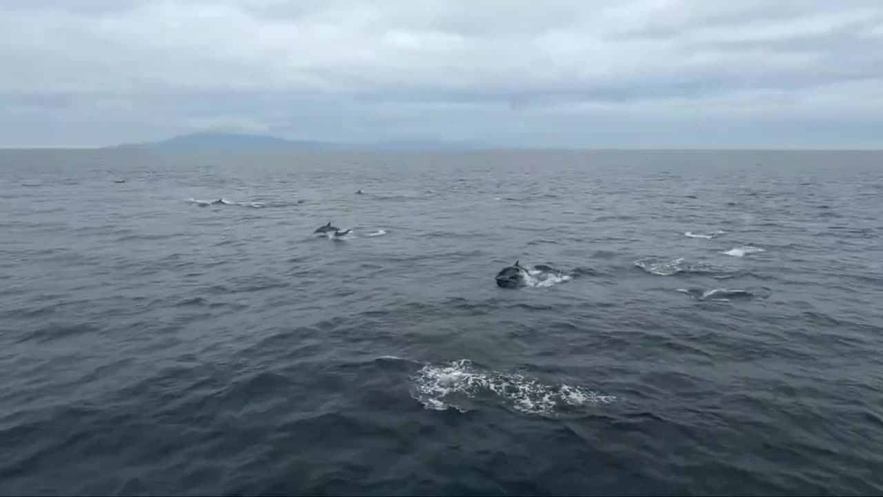 Hundreds of Dolphins Gracefully Ride the Waves off Santa Barbara