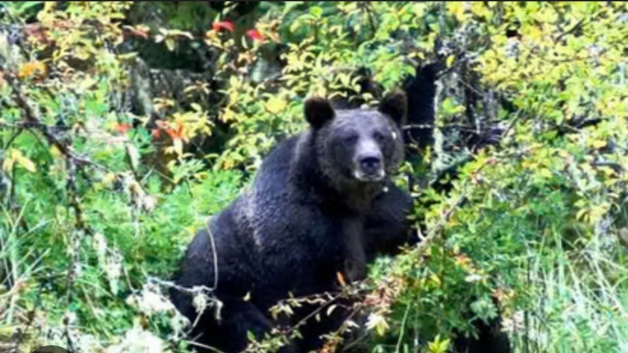 Two people die from bear attacks in Uttarakhand in one week: Villagers ...