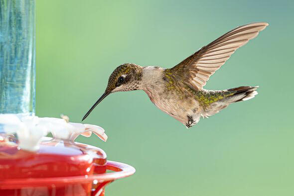 Hummingbirds will flock to your garden if you leave out two-ingredient ...