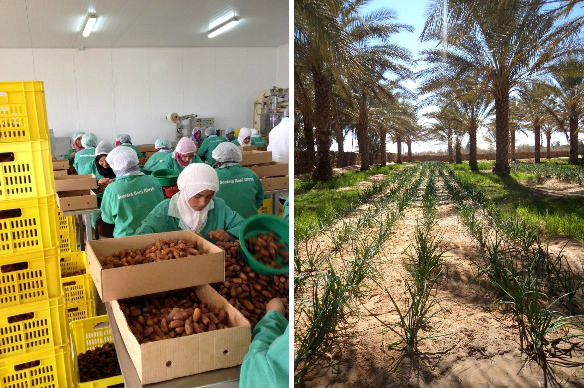 En Tunisie, la main à la datte