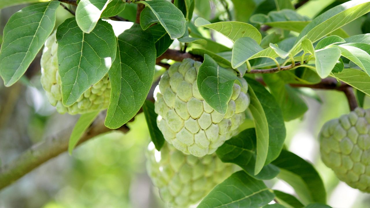Our definitive guide to growing and caring for the sublime cherimoya tree