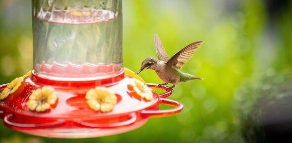 Hummingbirds will flock to your garden if you leave out two-ingredient ...