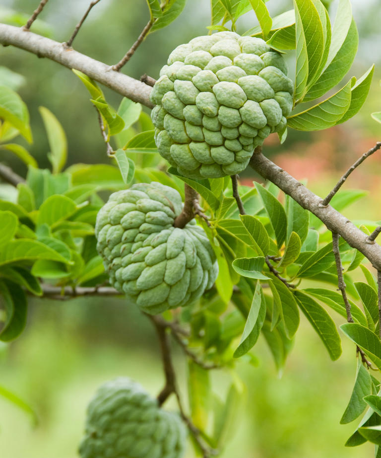 Our definitive guide to growing and caring for the sublime cherimoya tree