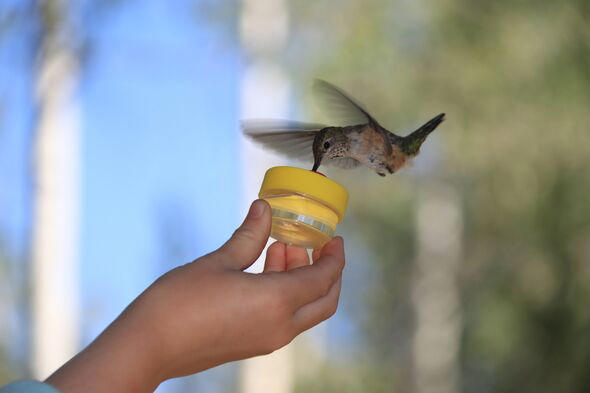 Hummingbirds will flock to your garden if you leave out two-ingredient ...