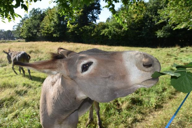 Update on donkey sex scandal probe that shocked