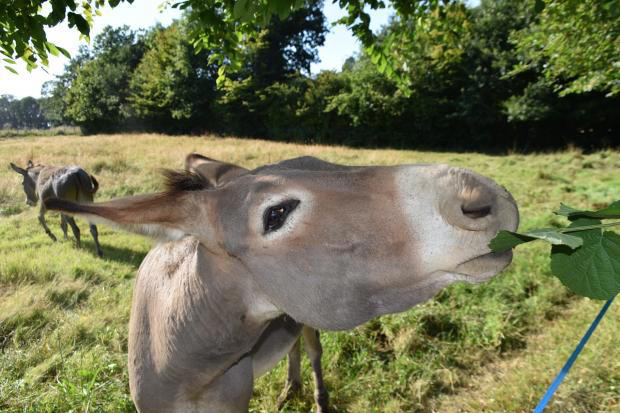 Update on donkey sex scandal probe that shocked