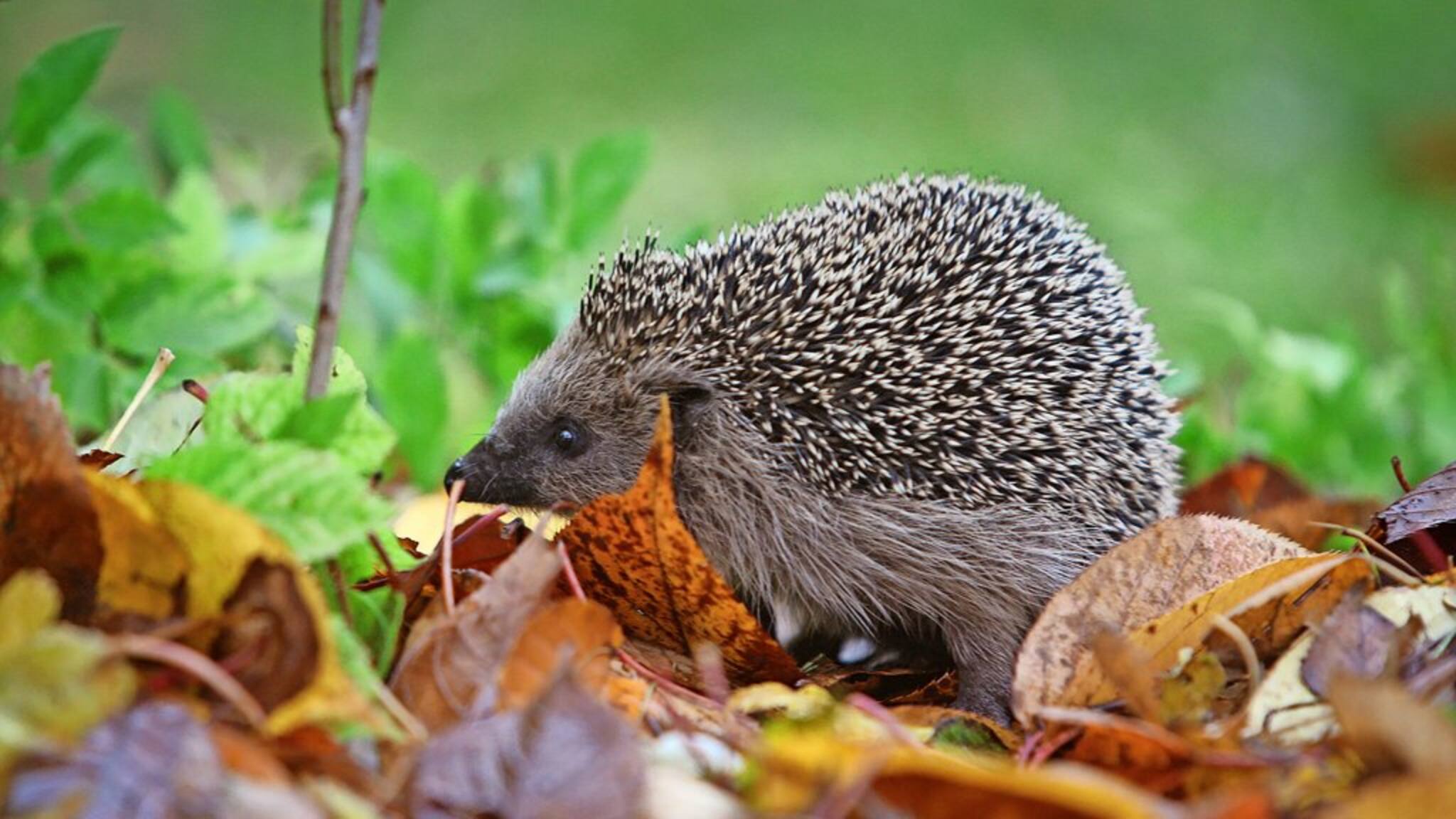 Drei Tipps, die Igel erfreuen: So wird jeder Garten im Herbst zum Igel ...
