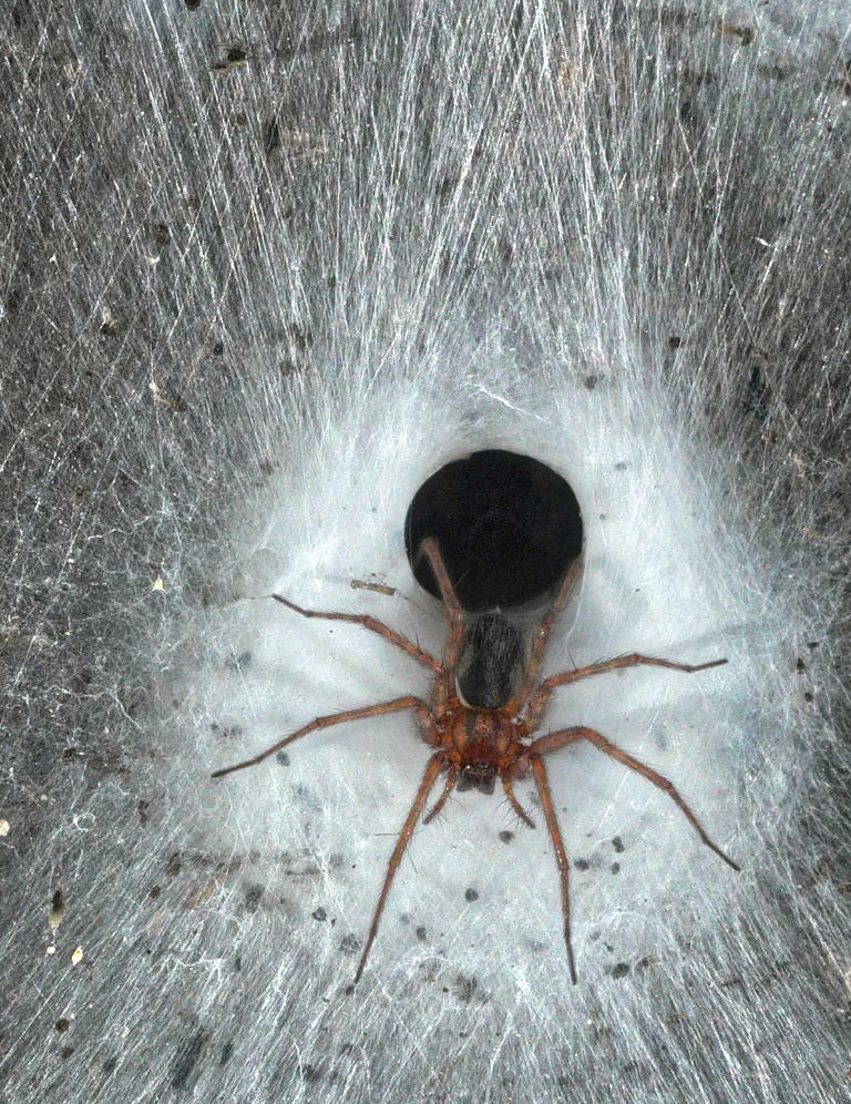 Forscher entdecken gewaltiges Spinnennetz in griechischer Höhle