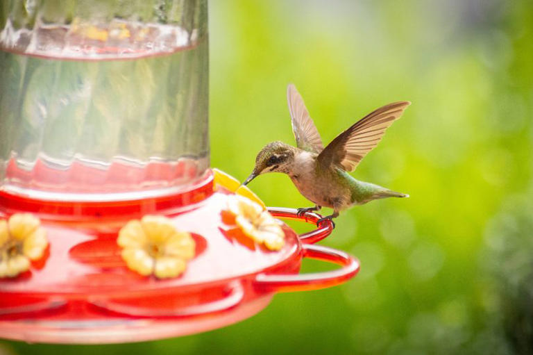 Hummingbirds will keep coming back to your garden if you put out two ...