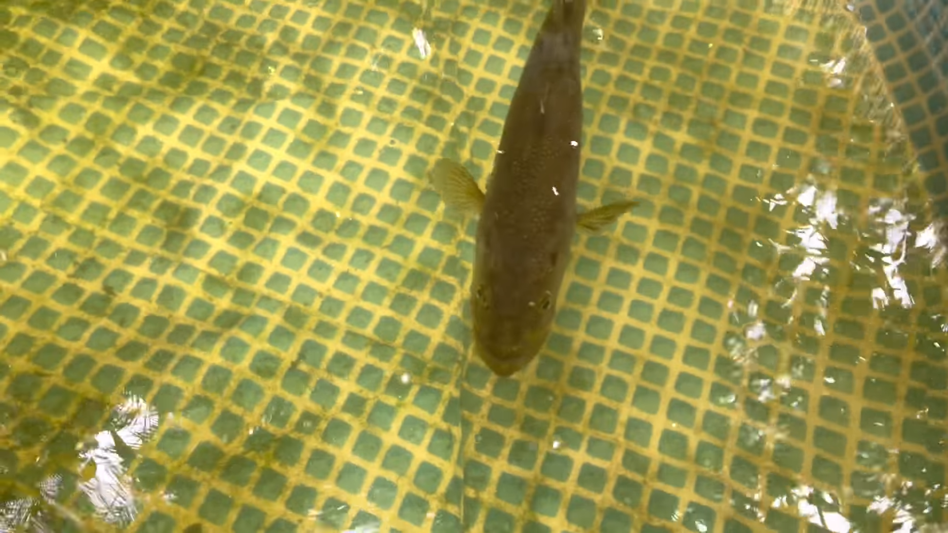 The backyard pond bully that had to be stopped