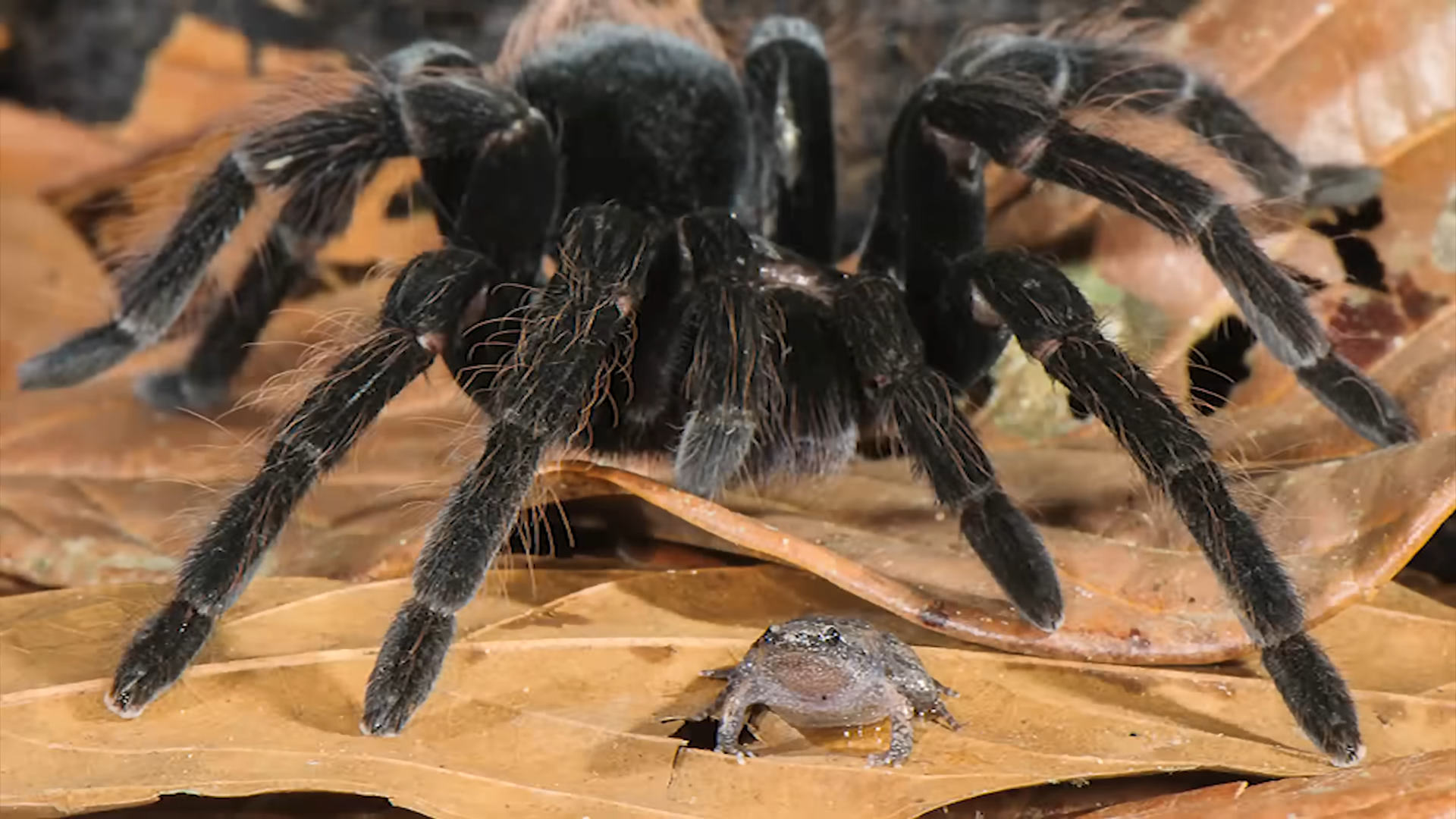 When Animals Join Forces: The 5 Smartest Species Team-Ups Ever Seen