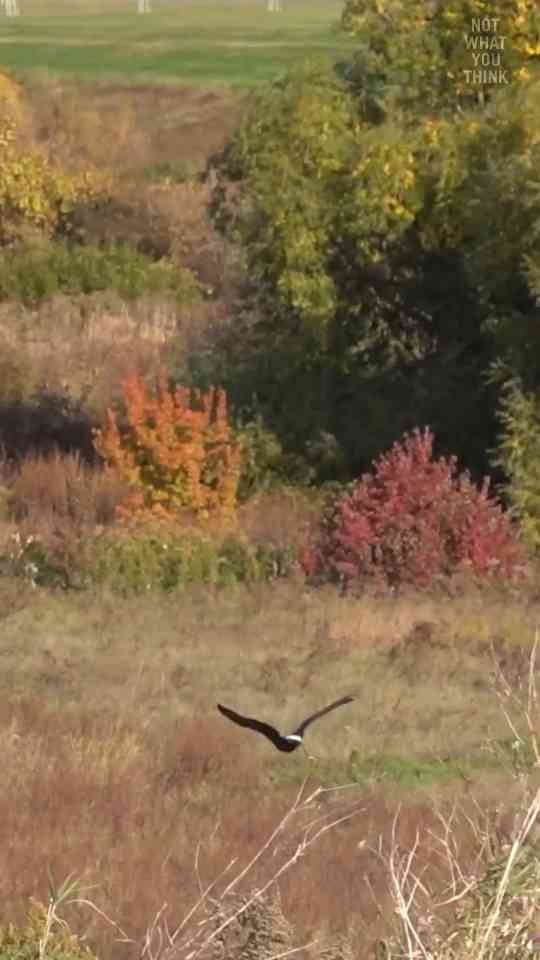 Preventing Bird Strikes with the help of an Eagle