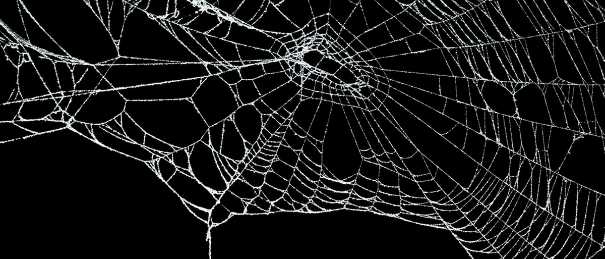 La ragnatela più grande della Terra scoperta in una grotta al confine ...