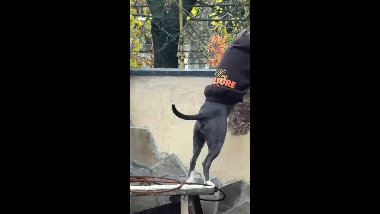 Pit bull falls off bench while peeking over fence in Kremenchuk, Ukraine