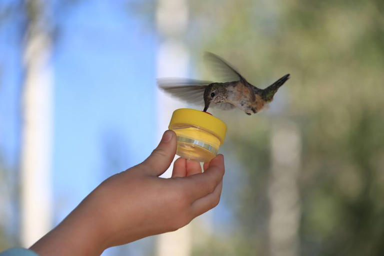 Hummingbirds will keep coming back to your garden if you put out two ...