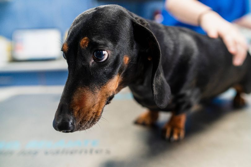 Dog owners urged to look out for key warning signs as contagious ...