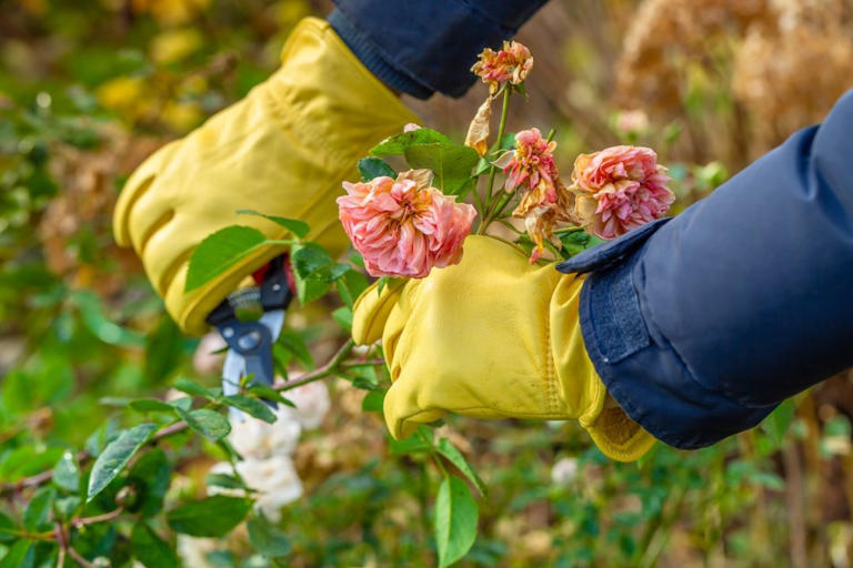 3 Plants You Should Prune Before Winter Begins